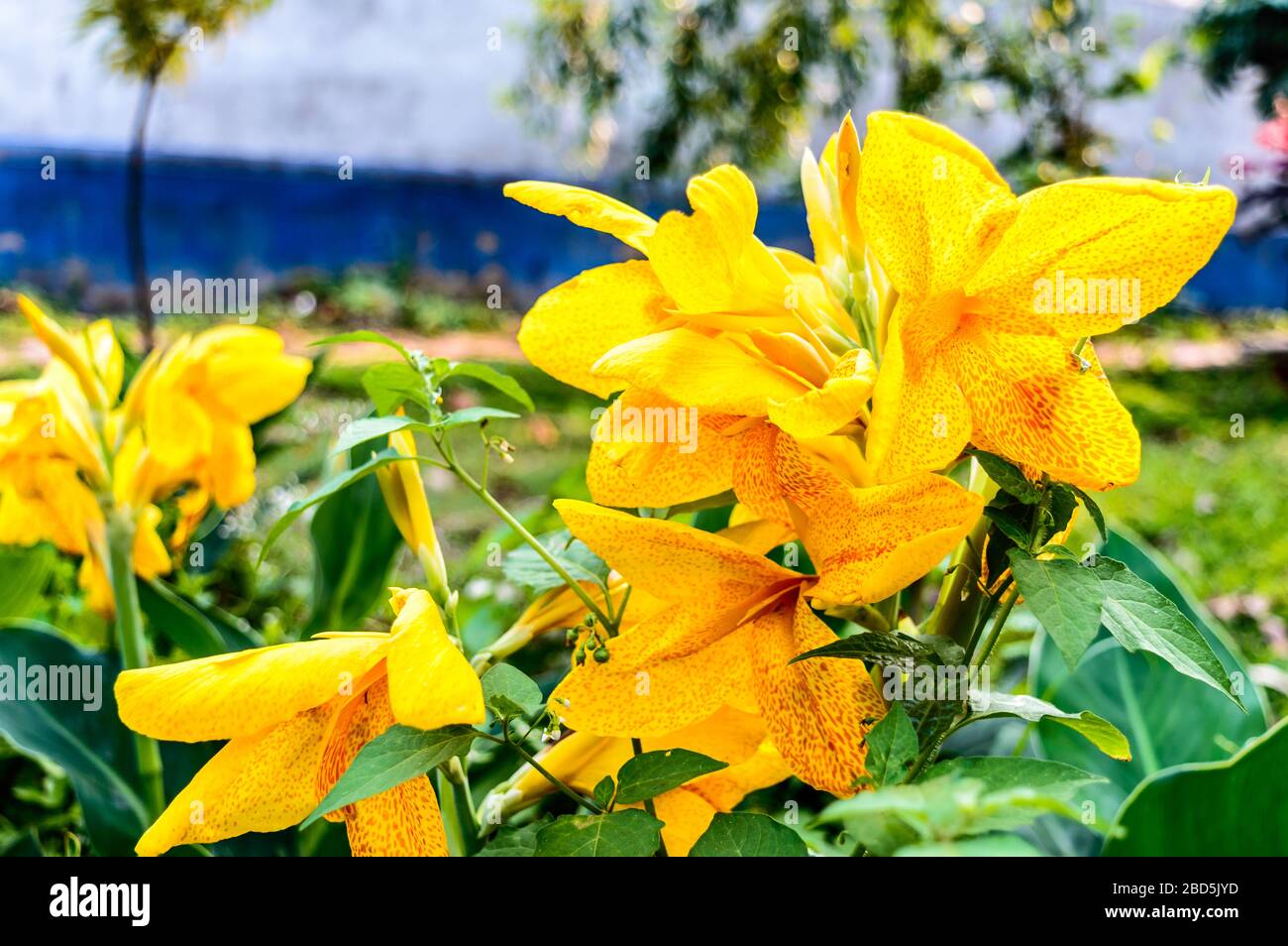 Mellow Yellow color Calla lily Arum-lily, herbaceous perennial Daisy ...