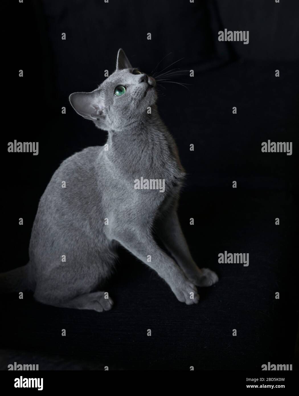 Russian Blue cat Stock Photo - Alamy