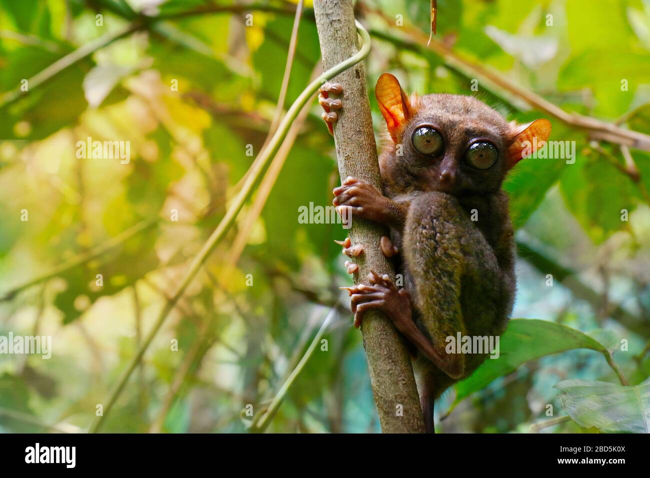 tarsier monkey in the rainforest of bohol in Philippines Stock Photo ...