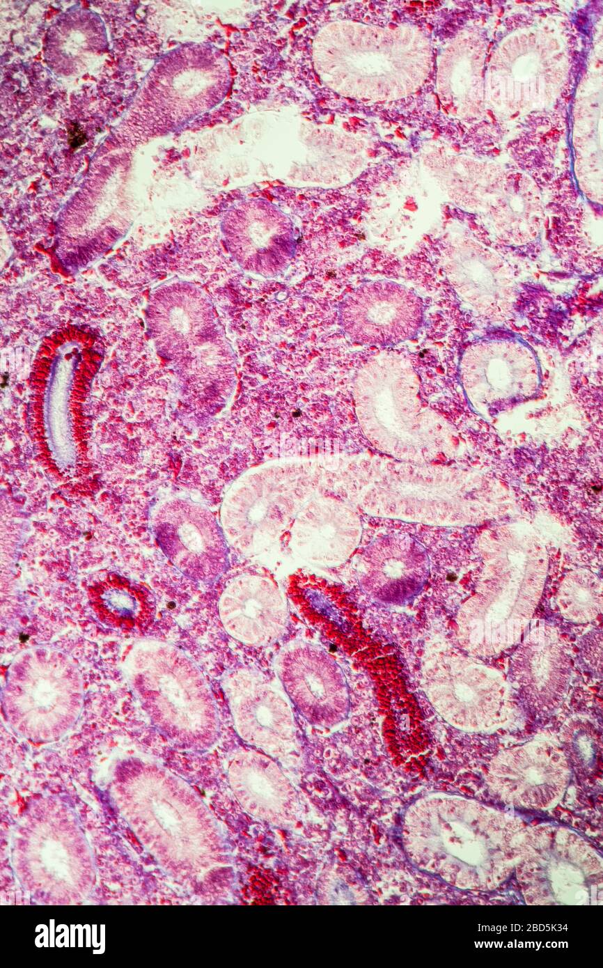 Pike kidney in cross section 100x Stock Photo - Alamy