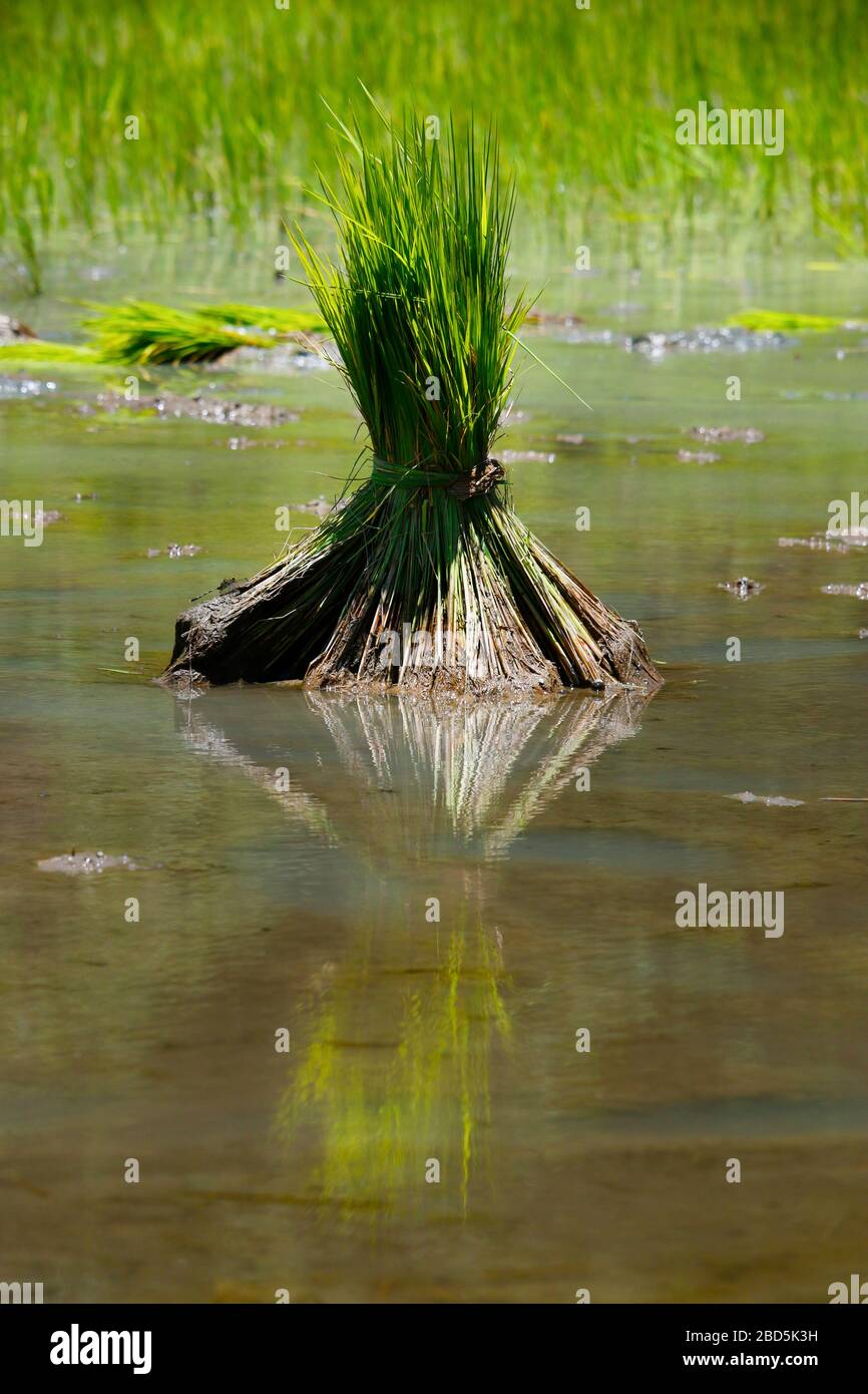 Bundle of rice ready to be planted in rice field Stock Photo - Alamy