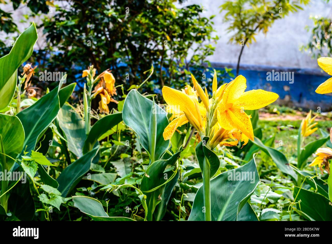 Mellow Yellow color Calla lily Arum-lily, herbaceous perennial Daisy ...