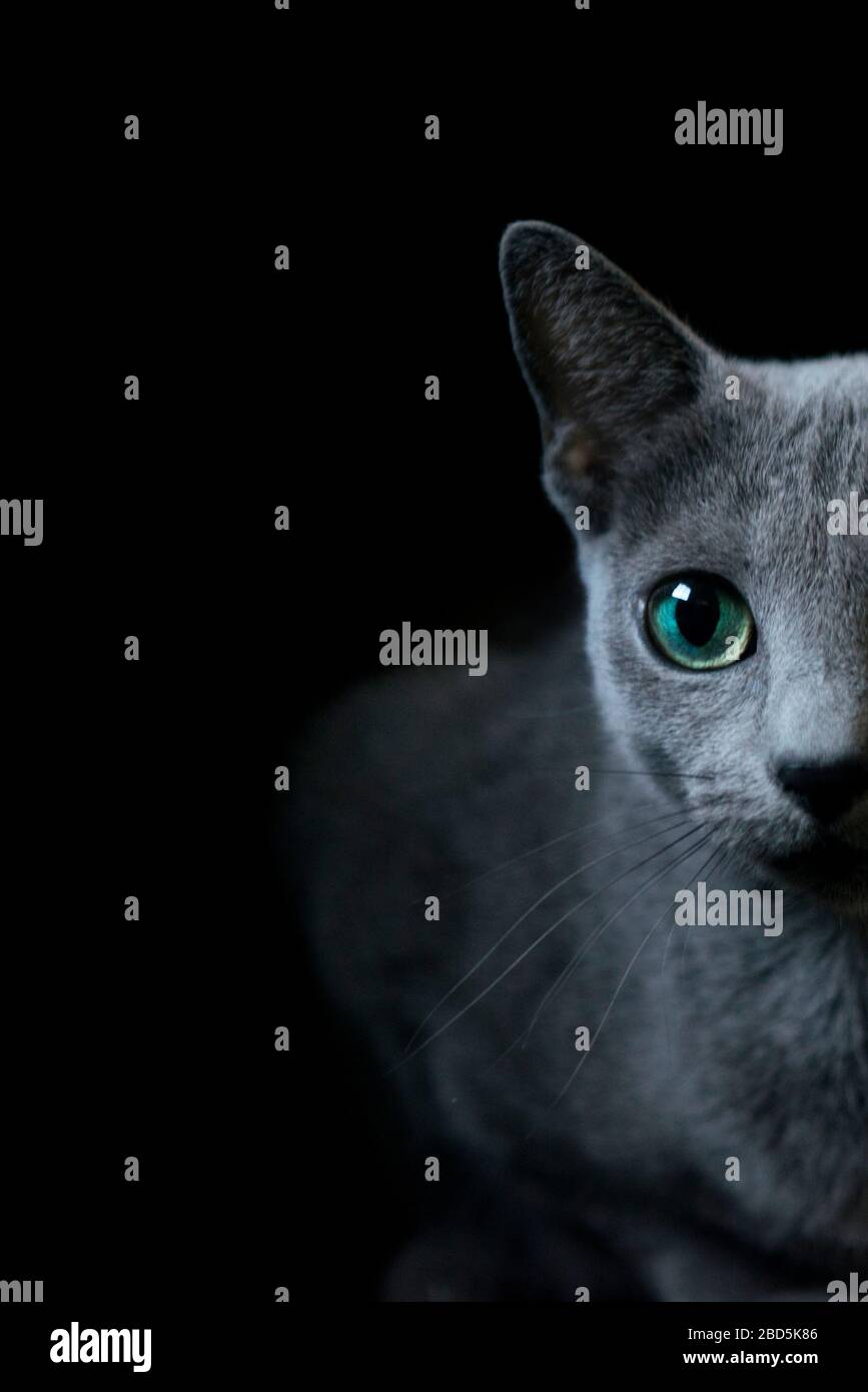 Russian Blue cat Stock Photo - Alamy