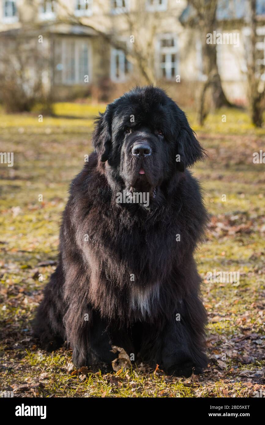 Black Newfoundland giant large size dog outside Stock Photo - Alamy