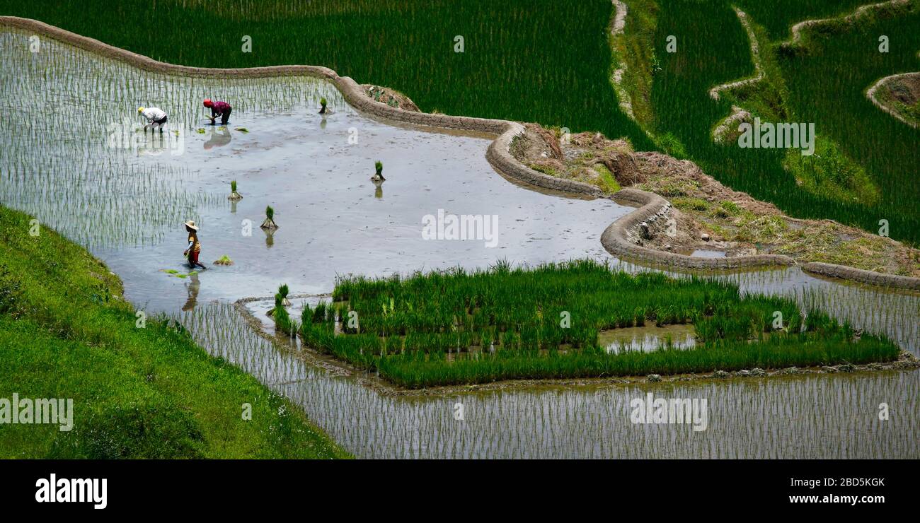 worker caring rice field in the area of banaue,in Philippines Stock ...