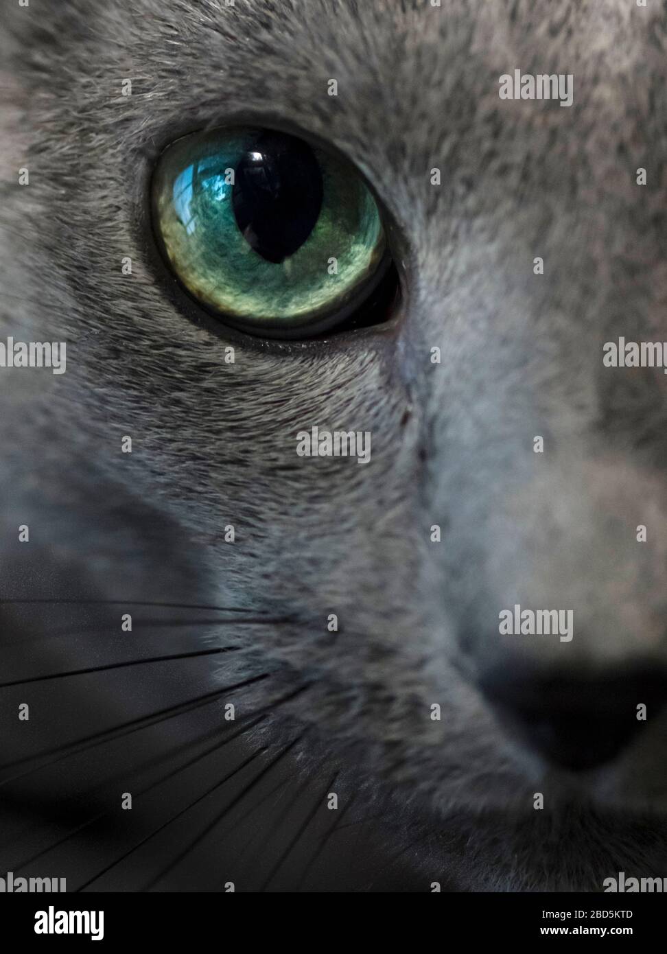 Russian blue cat green eyes hi-res stock photography and images - Alamy