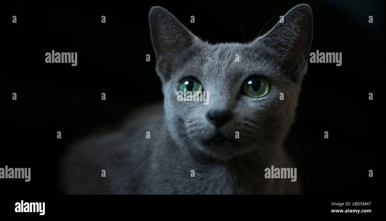 Russian Blue cat Stock Photo - Alamy