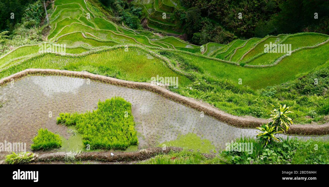 rice field terraces in the area of banaue,in Philippines Stock Photo ...