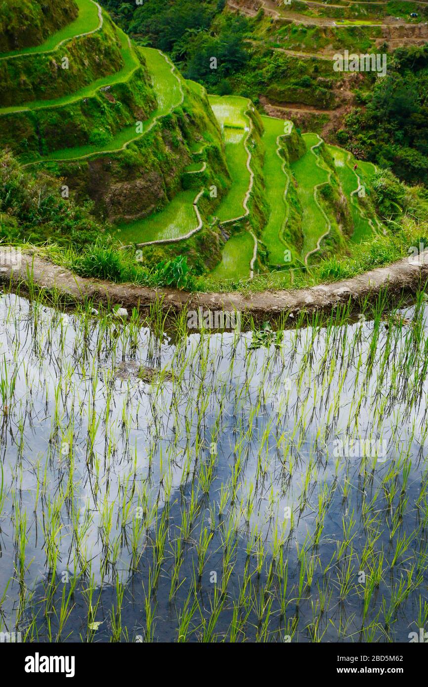 rice field terraces in the area of banaue,in Philippines Stock Photo ...