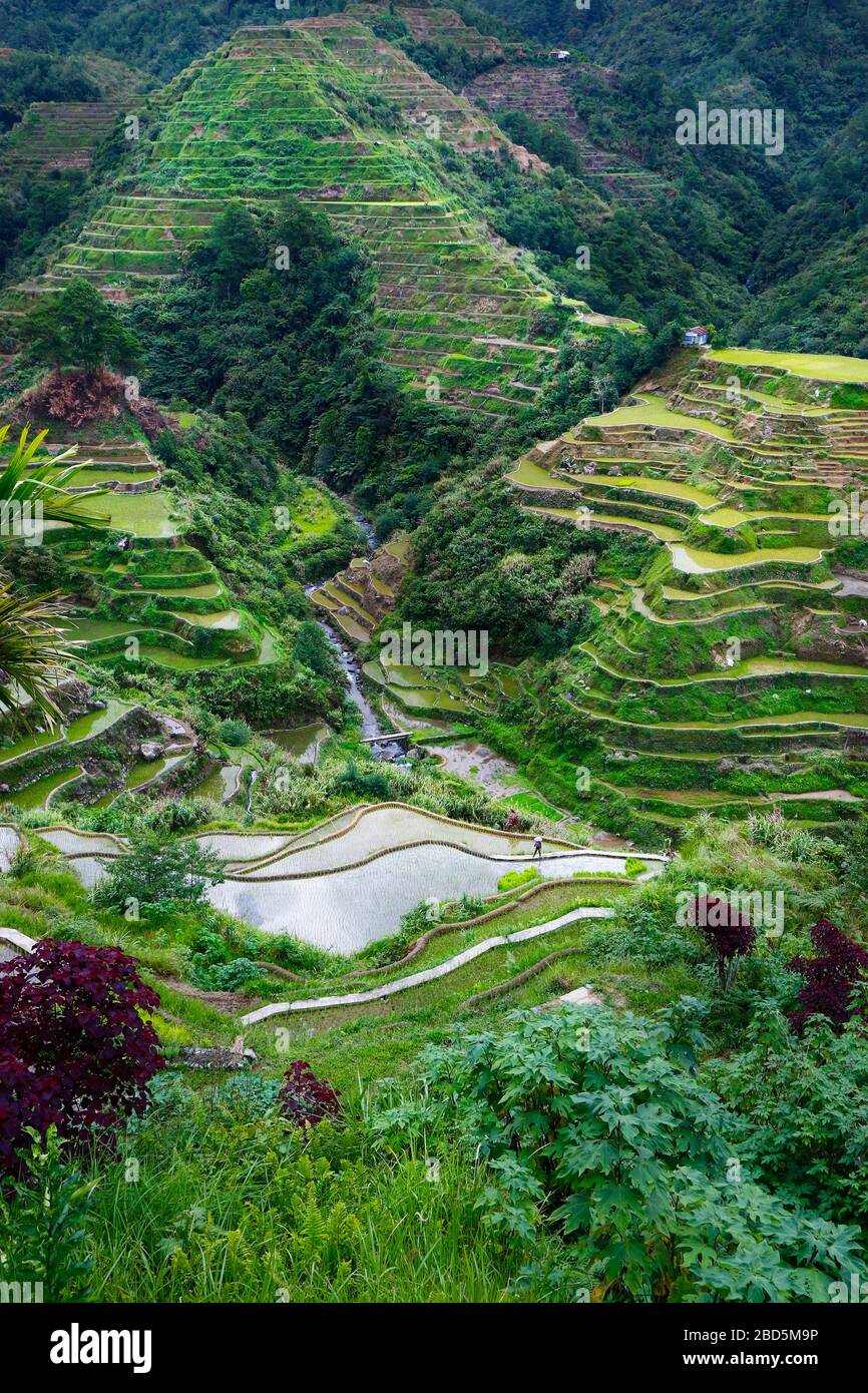 rice field terraces in the area of banaue,in Philippines Stock Photo ...