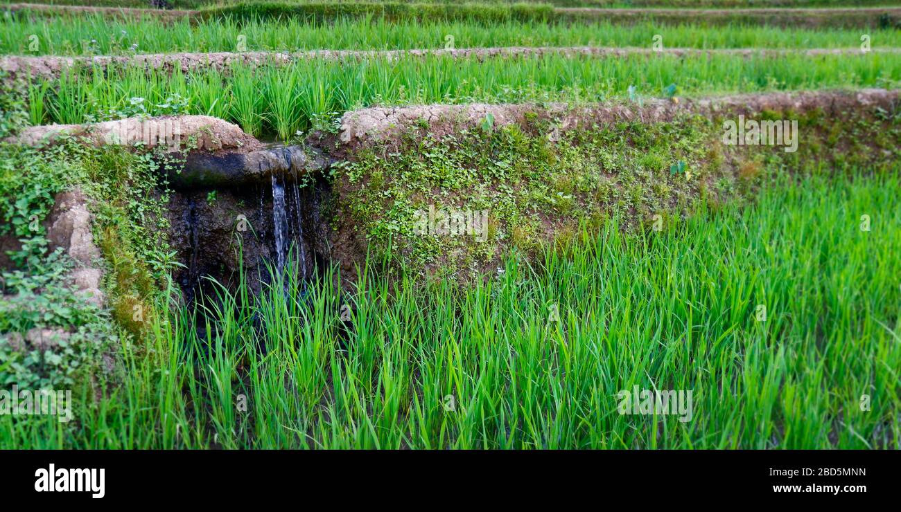 rice field terraces in the area of banaue,in Philippines Stock Photo ...