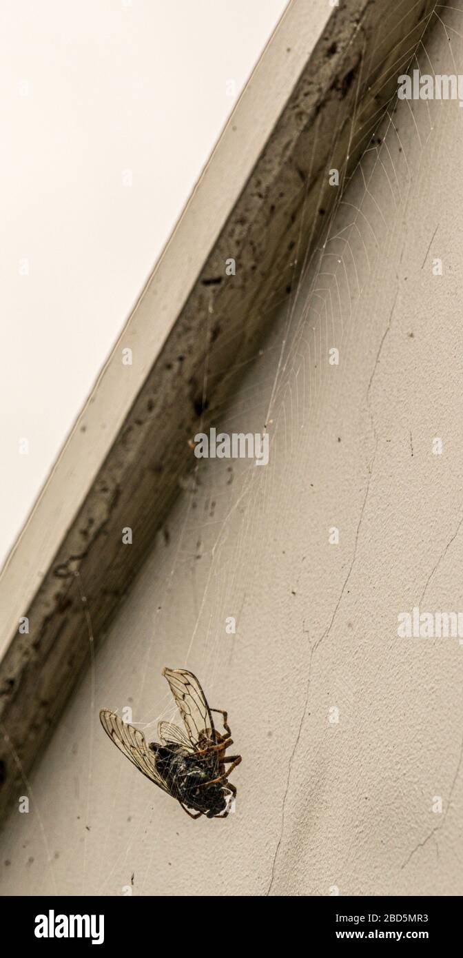 spider eating fly caught in web Stock Photo - Alamy