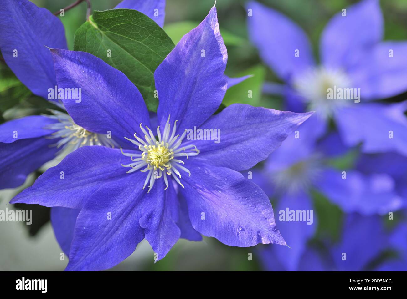 Chinese Clematis Taiwan Stock Photo - Alamy