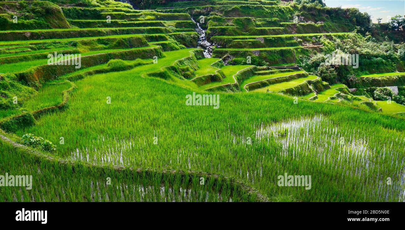 rice field terraces in the area of banaue,in Philippines Stock Photo ...