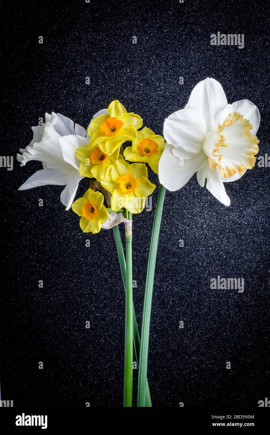 Image of daffodil with black background hi-res stock photography and ...