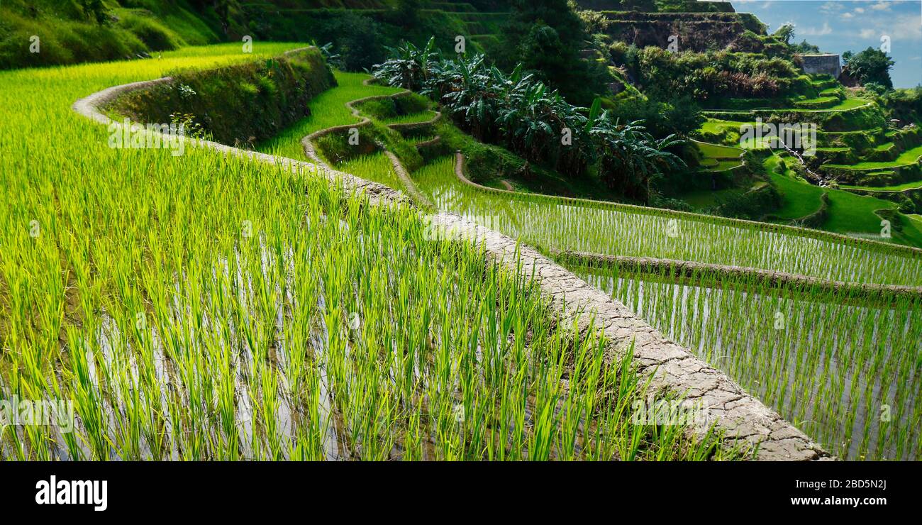 rice field terraces in the area of banaue,in Philippines Stock Photo ...