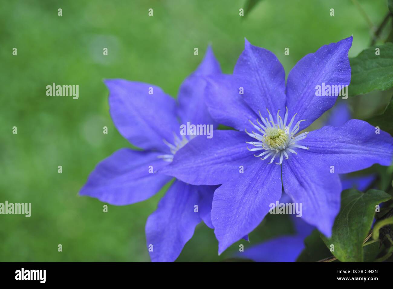 Chinese Clematis Taiwan Stock Photo - Alamy