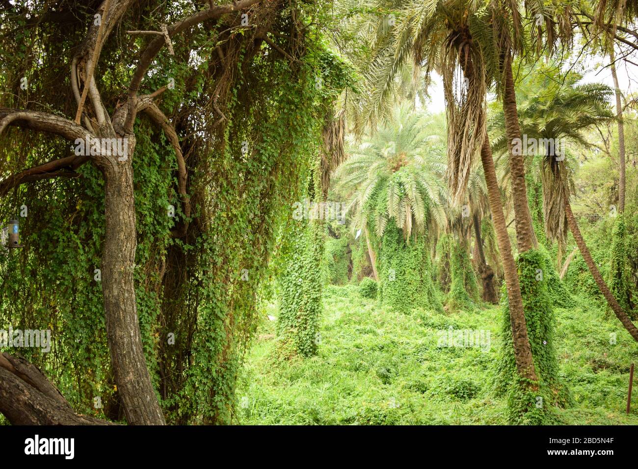 Deep Natural Rain forest/Jungle In India Big Trees And Tree Branches ...