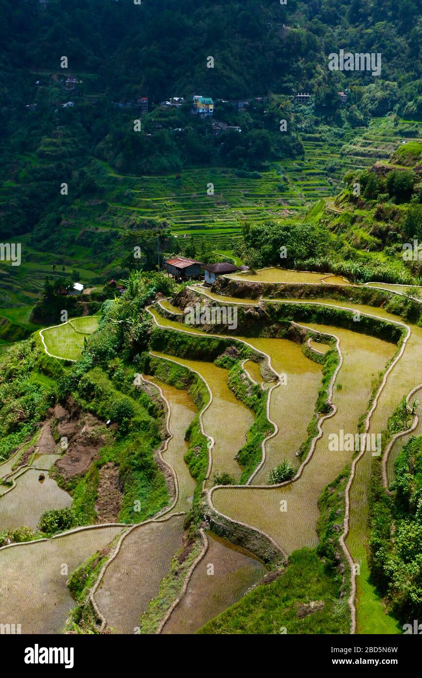 rice field terraces in the area of banaue,in Philippines Stock Photo ...