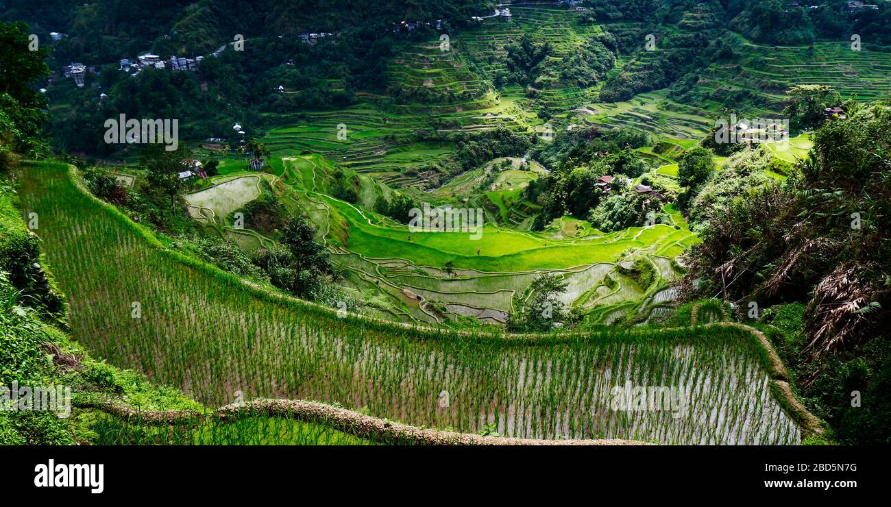 rice field terraces in the area of banaue,in Philippines Stock Photo ...