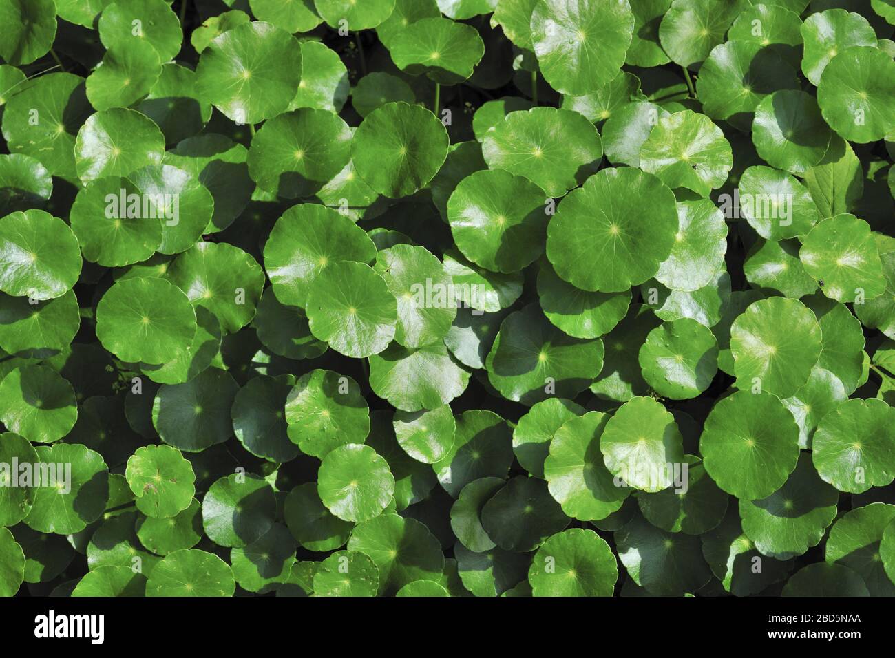 Whorled Umbrella Plant Taiwan Stock Photo - Alamy Whorled Umbrella Plant Taiwan Stock Photo - Alamy