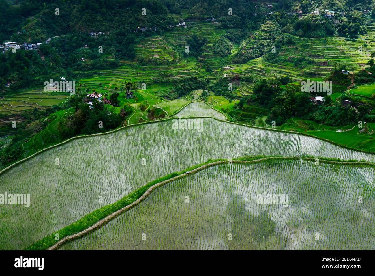 rice field terraces in the area of banaue,in Philippines Stock Photo ...