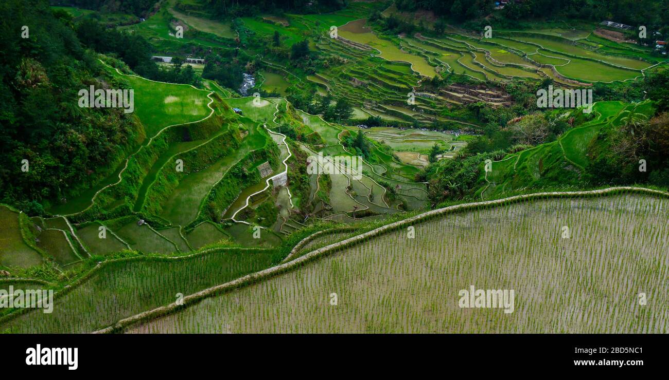 rice field terraces in the area of banaue,in Philippines Stock Photo ...