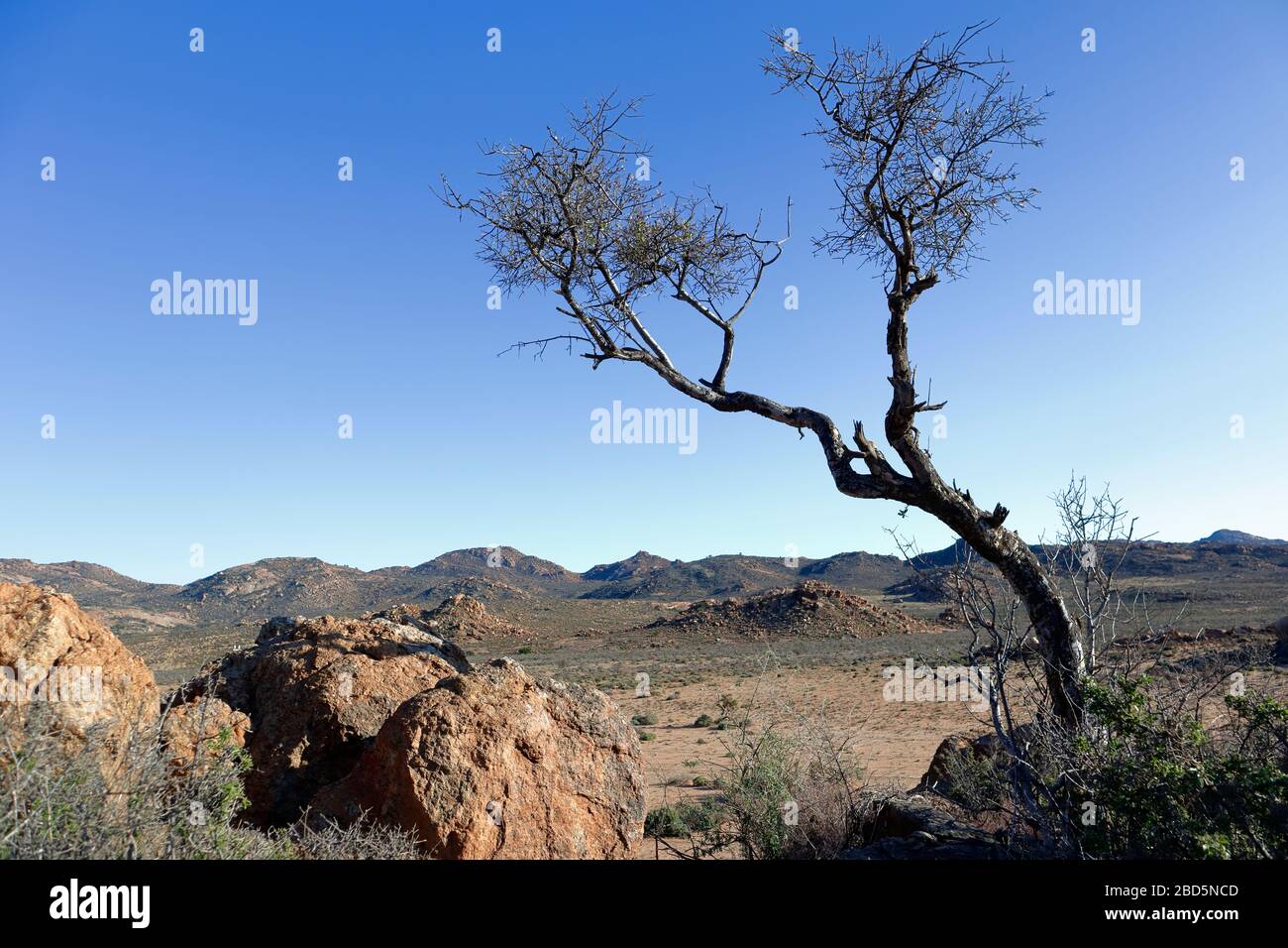 In the Goegap Nature Reserve, Springbok, Northern Cape, South Africa ...