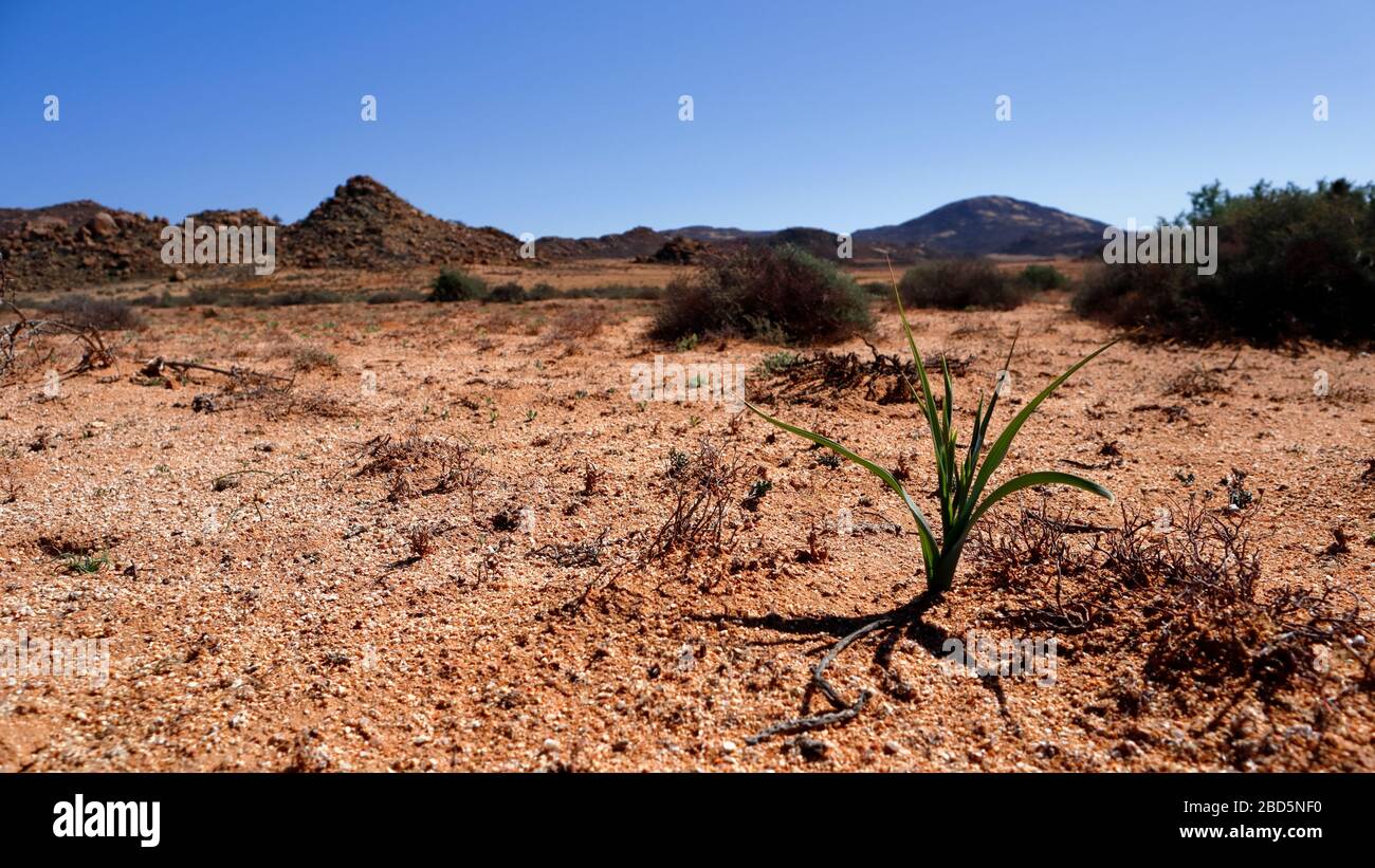 In the Goegap Nature Reserve, Springbok, Northern Cape, South Africa ...