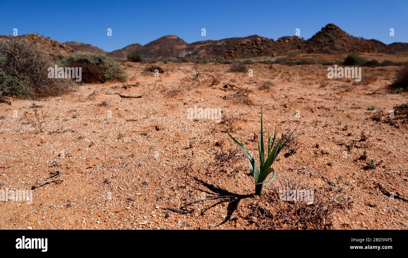 In the Goegap Nature Reserve, Springbok, Northern Cape, South Africa ...