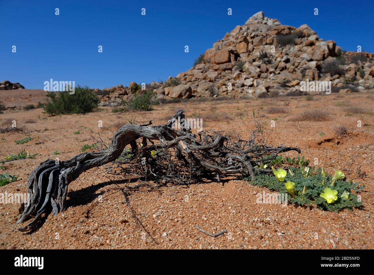In the Goegap Nature Reserve, Springbok, Northern Cape, South Africa ...
