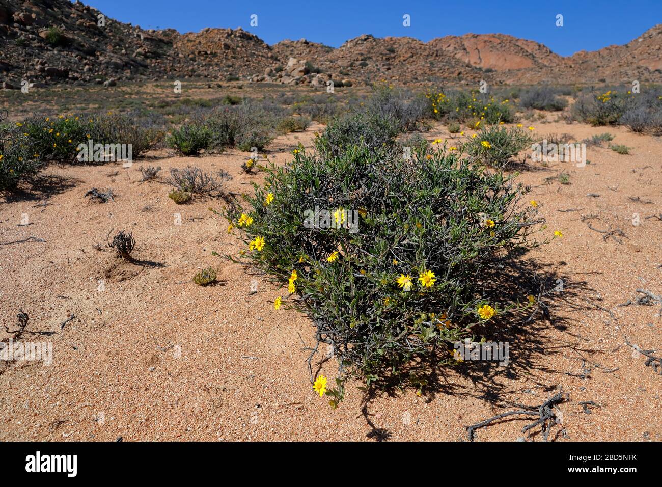 In the Goegap Nature Reserve, Springbok, Northern Cape, South Africa ...