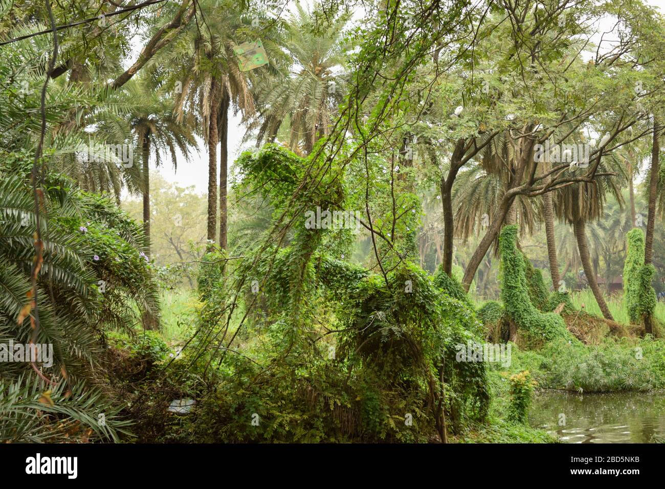 Natural Rain forest/Jungle In India Big Trees And Tree Branches ...