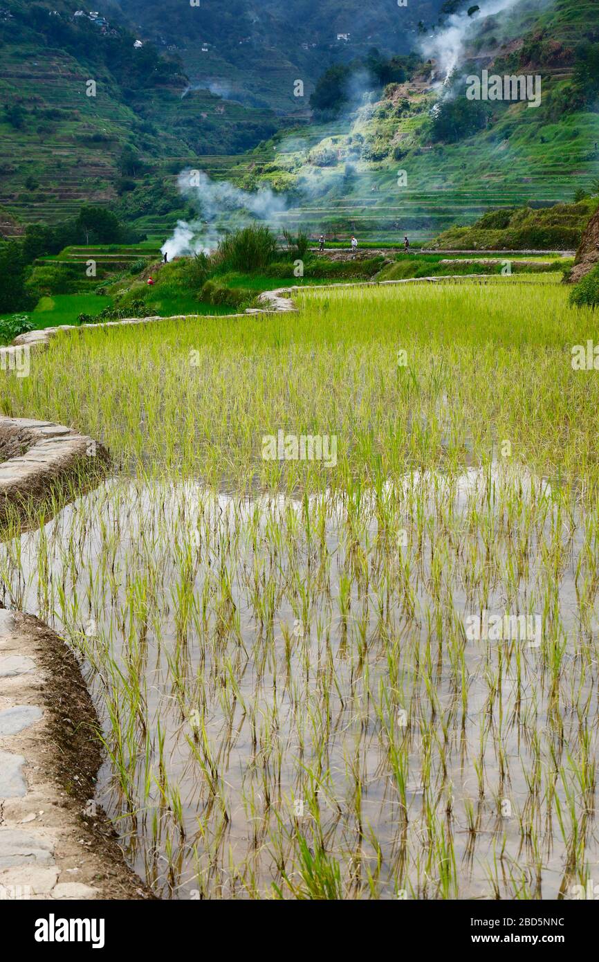 rice field terraces in the area of banaue,in Philippines Stock Photo ...