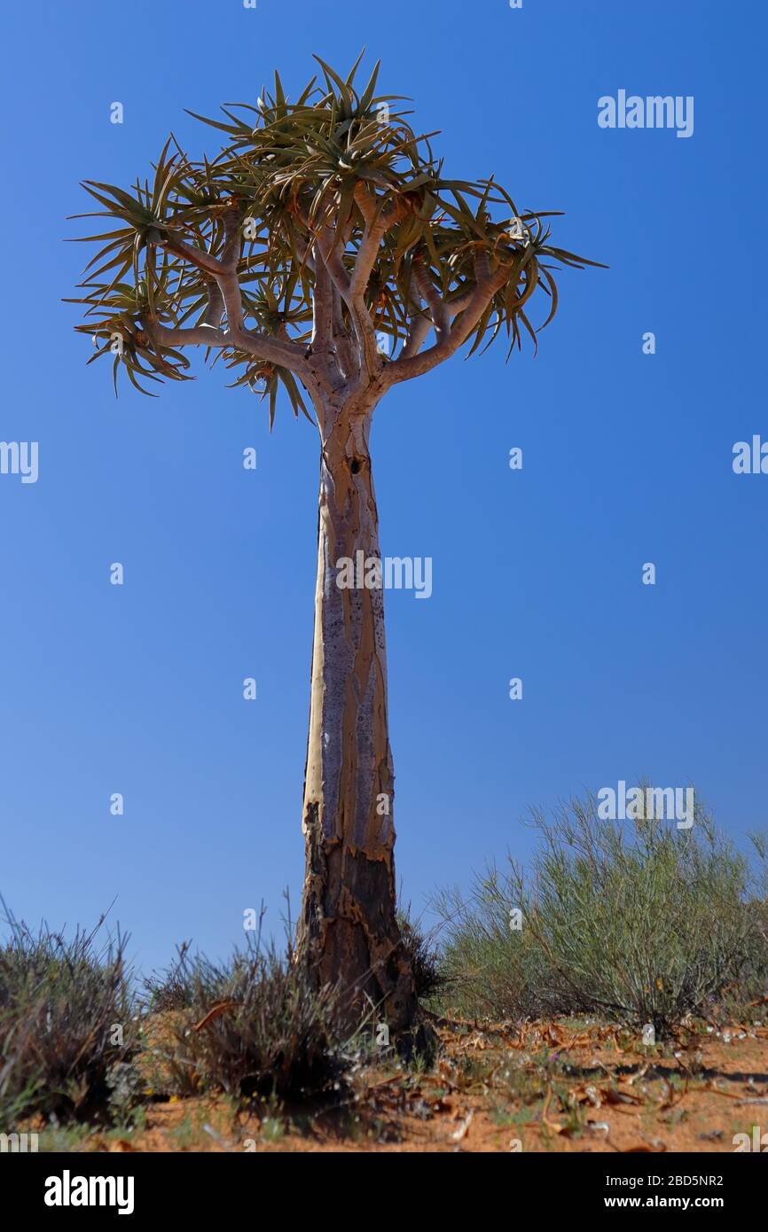In the Goegap Nature Reserve, Springbok, Northern Cape, South Africa ...