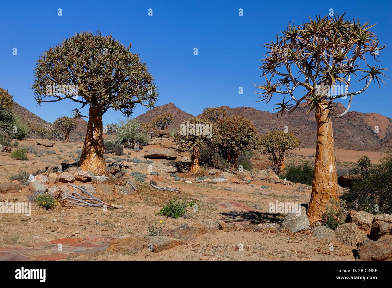 In the Goegap Nature Reserve, Springbok, Northern Cape, South Africa ...