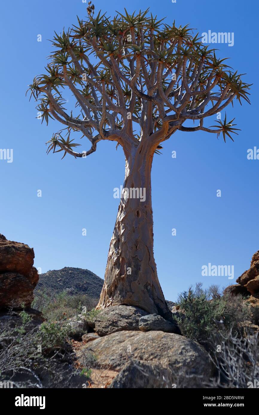 In the Goegap Nature Reserve, Springbok, Northern Cape, South Africa ...