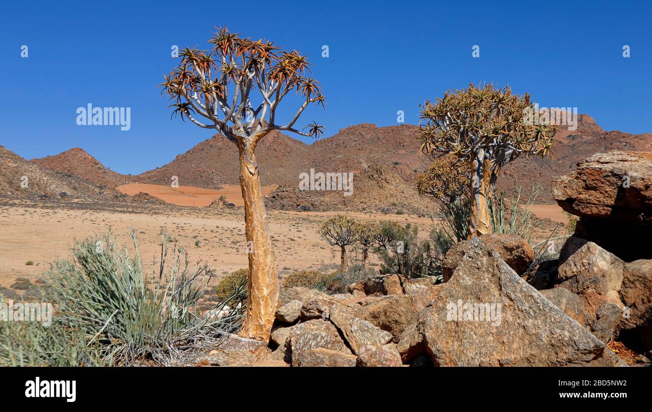 In the Goegap Nature Reserve, Springbok, Northern Cape, South Africa ...