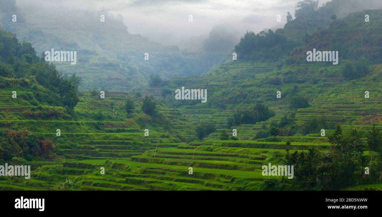 rice field terraces in the area of banaue,in Philippines Stock Photo ...