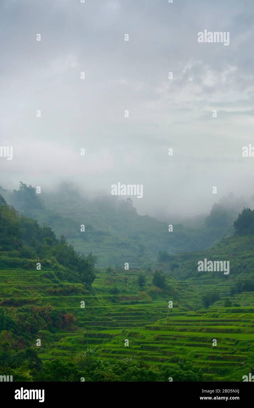 rice field terraces in the area of banaue,in Philippines Stock Photo ...