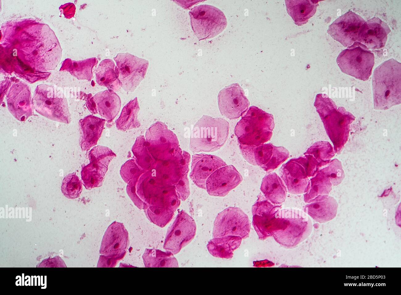 Epithelial cells hi-res stock photography and images - Alamy