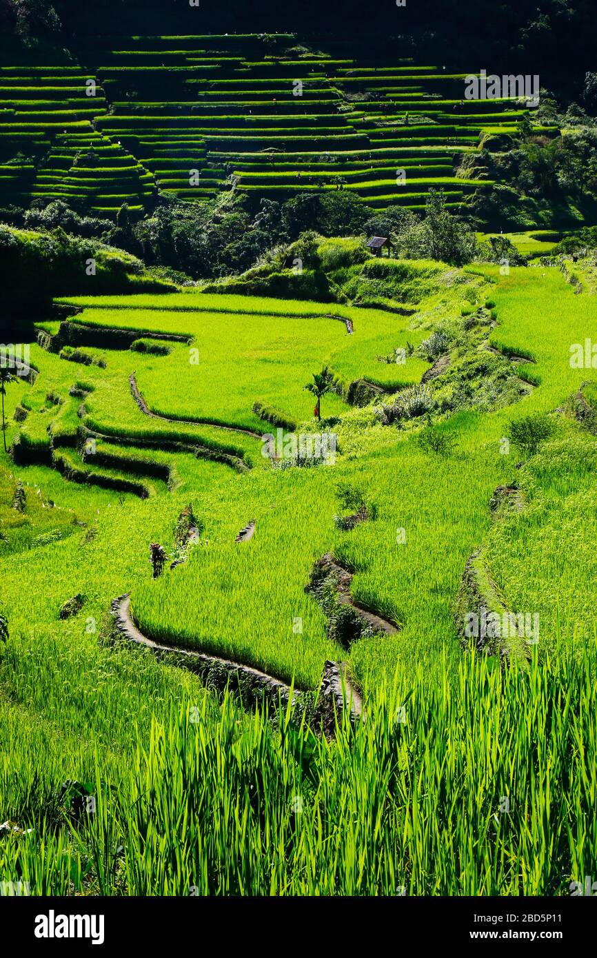 rice field terraces in the area of banaue,in Philippines Stock Photo ...
