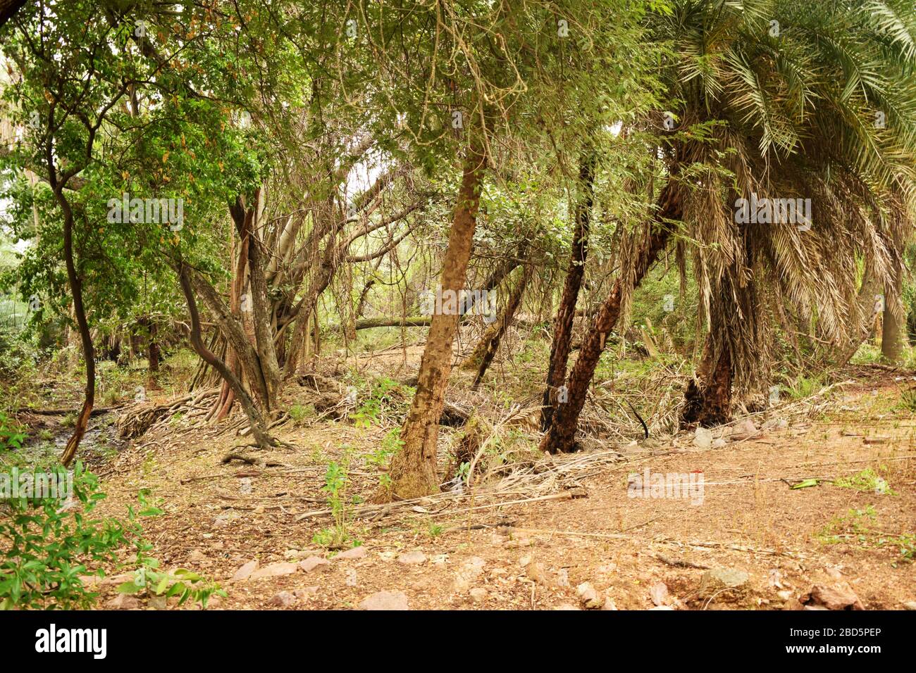 Natural Autumn forest/Jungle In India Big Trees And Tree Branches Stock ...