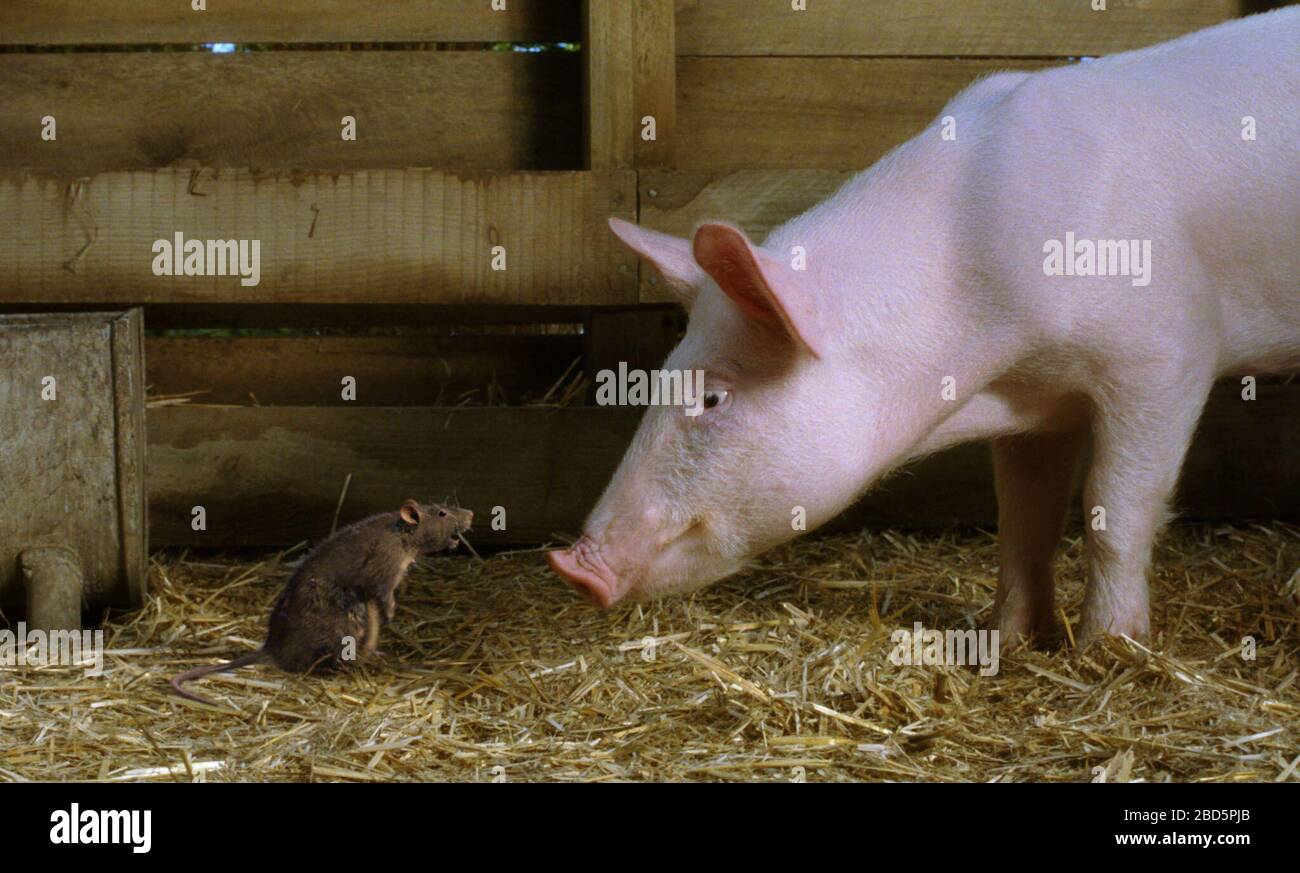 Charlotte's web cartoon hi-res stock photography and images - Alamy