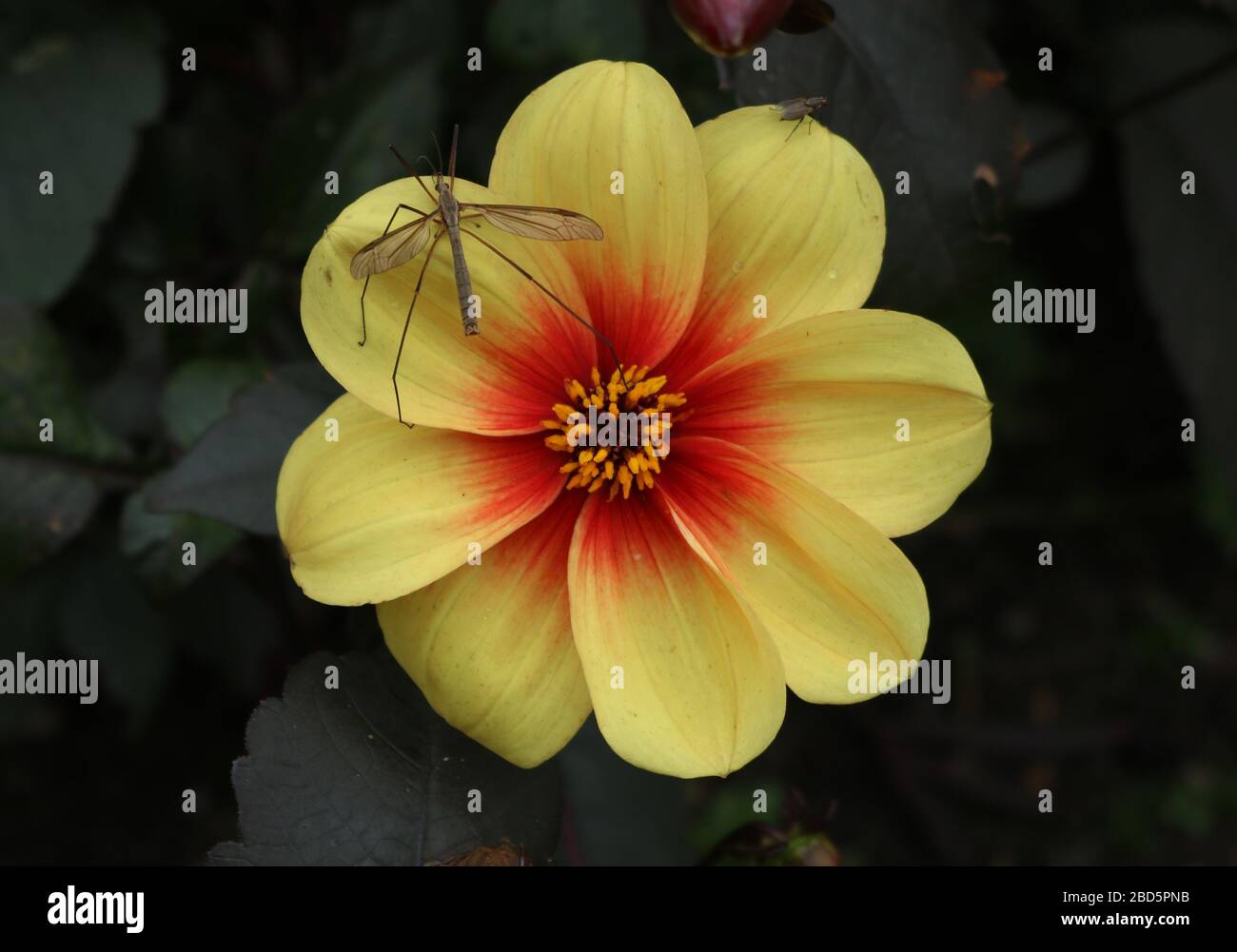 Yellow flower with an insect on the petals Stock Photo - Alamy
