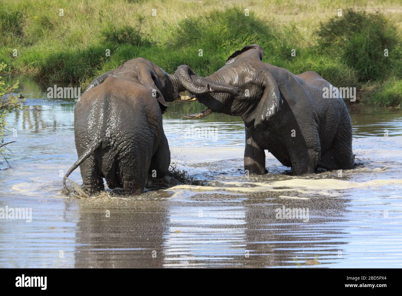 Elephant fighting hi-res stock photography and images - Alamy