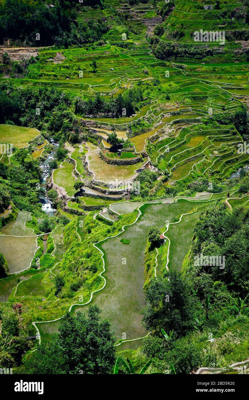 rice field terraces in the area of banaue,in Philippines Stock Photo ...