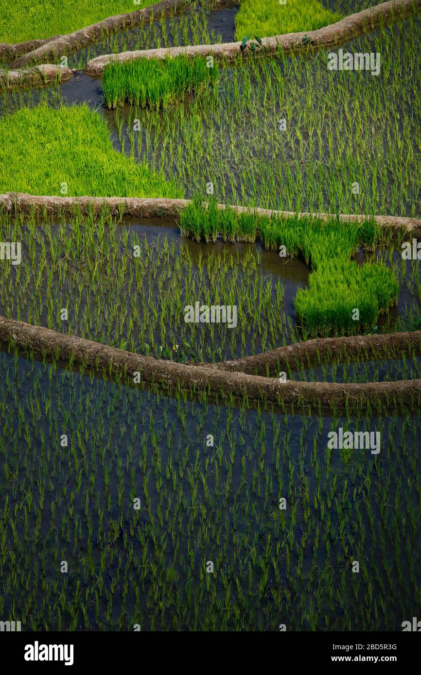 rice field terraces in the area of banaue,in Philippines Stock Photo ...
