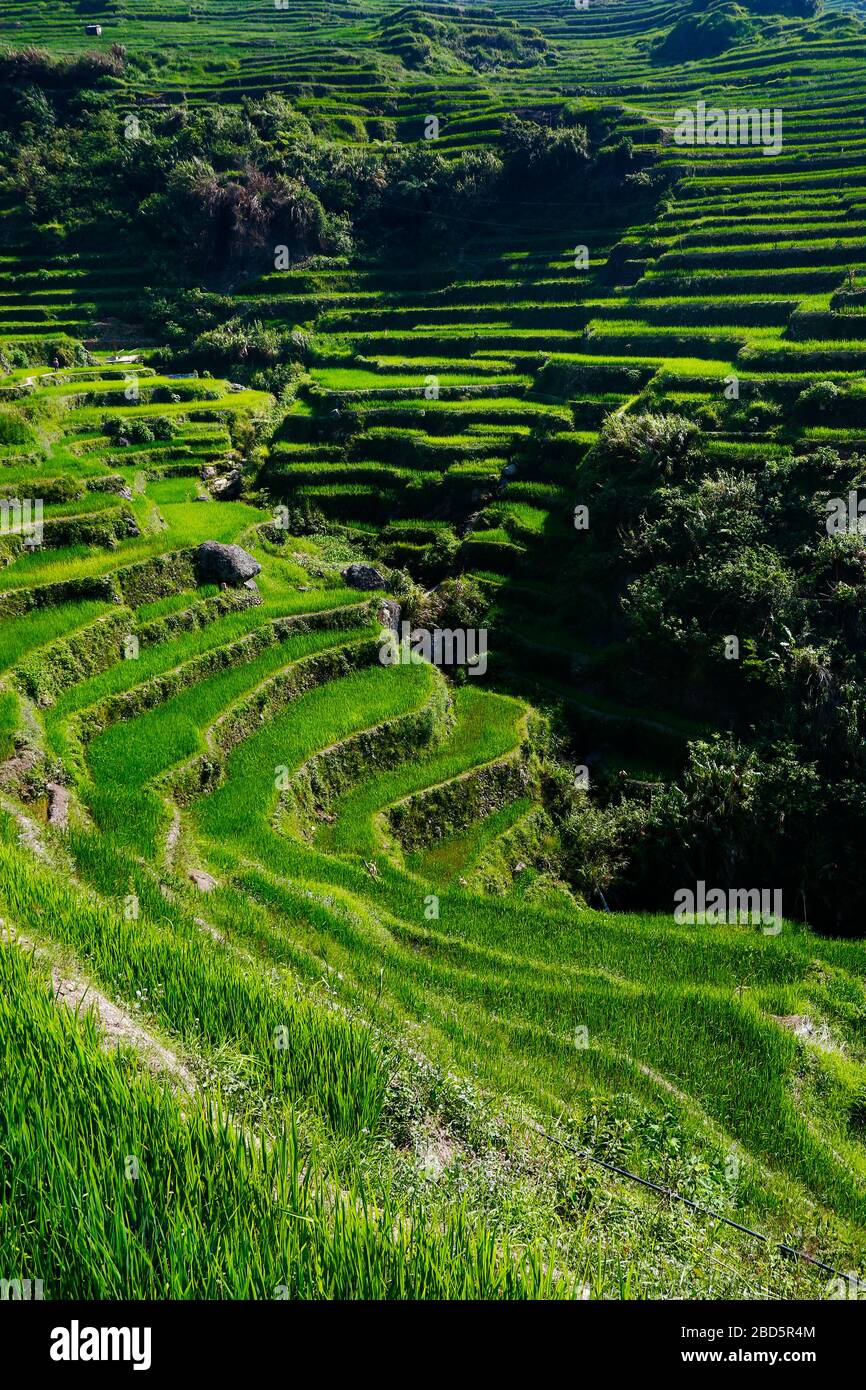 rice field terraces in the area of banaue,in Philippines Stock Photo ...