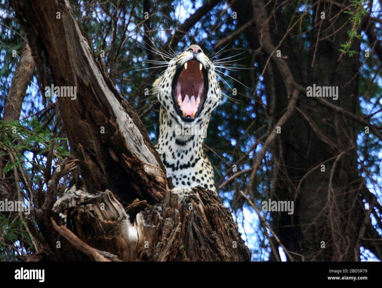 Leopard (Panthera pardus) roaring on a tree. Photographed at Serengeti ...
